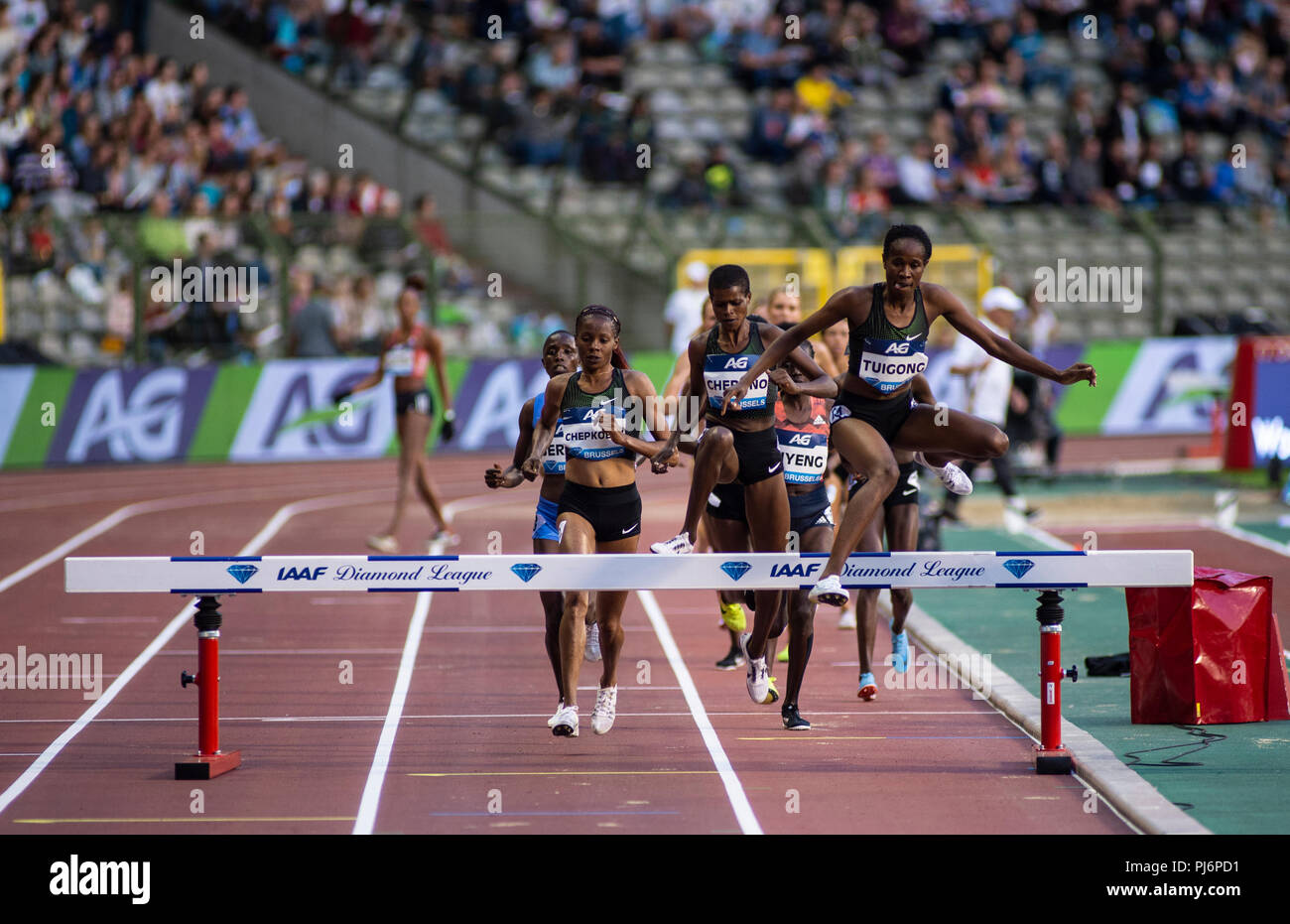 BRUSSELS - BELGIUM, 31 AUG 18. Women's 3000m Steeplechase at the IAAF Diamond League ( AG ...