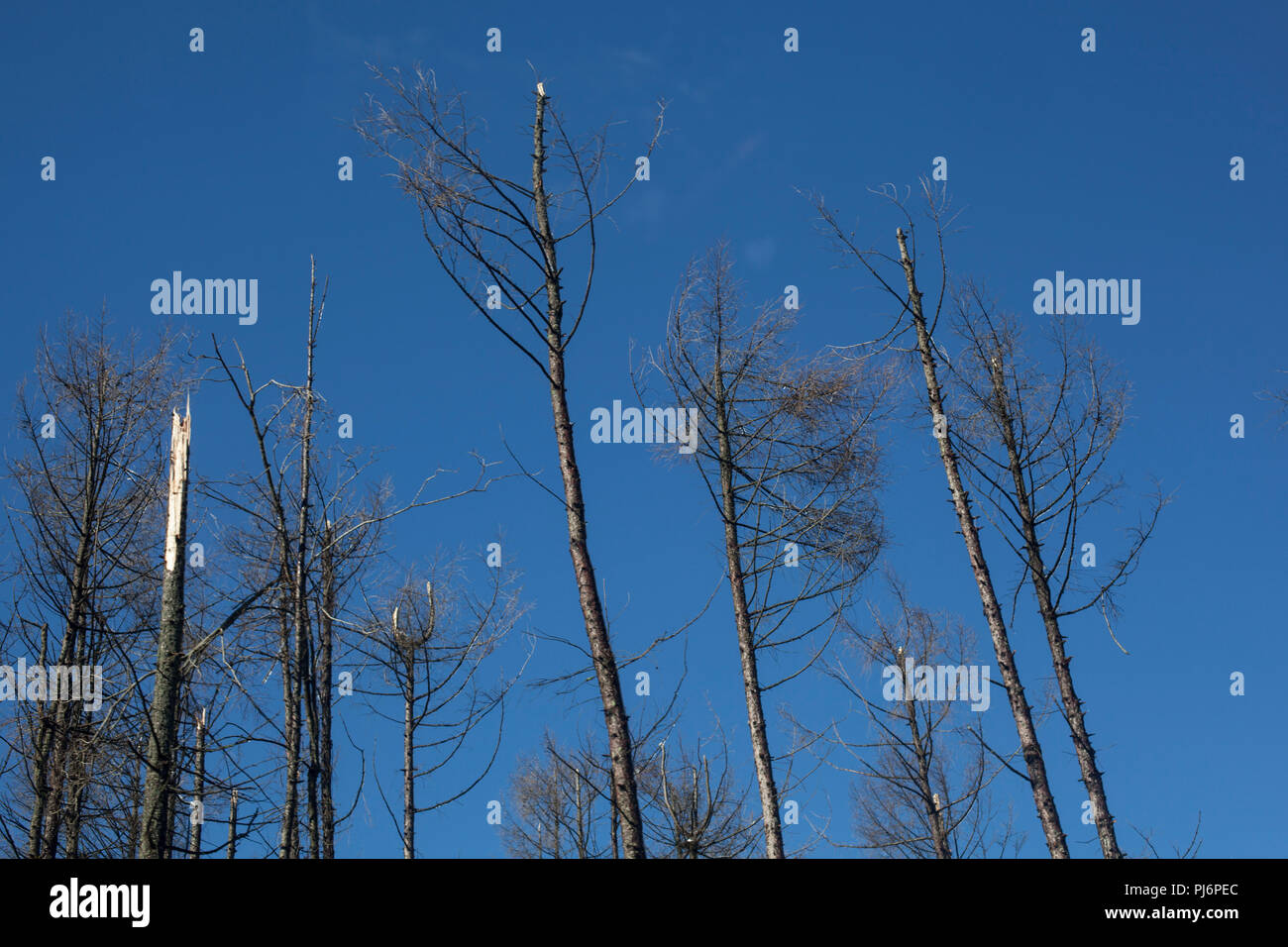 Trees after a strong blizzard Stock Photo - Alamy