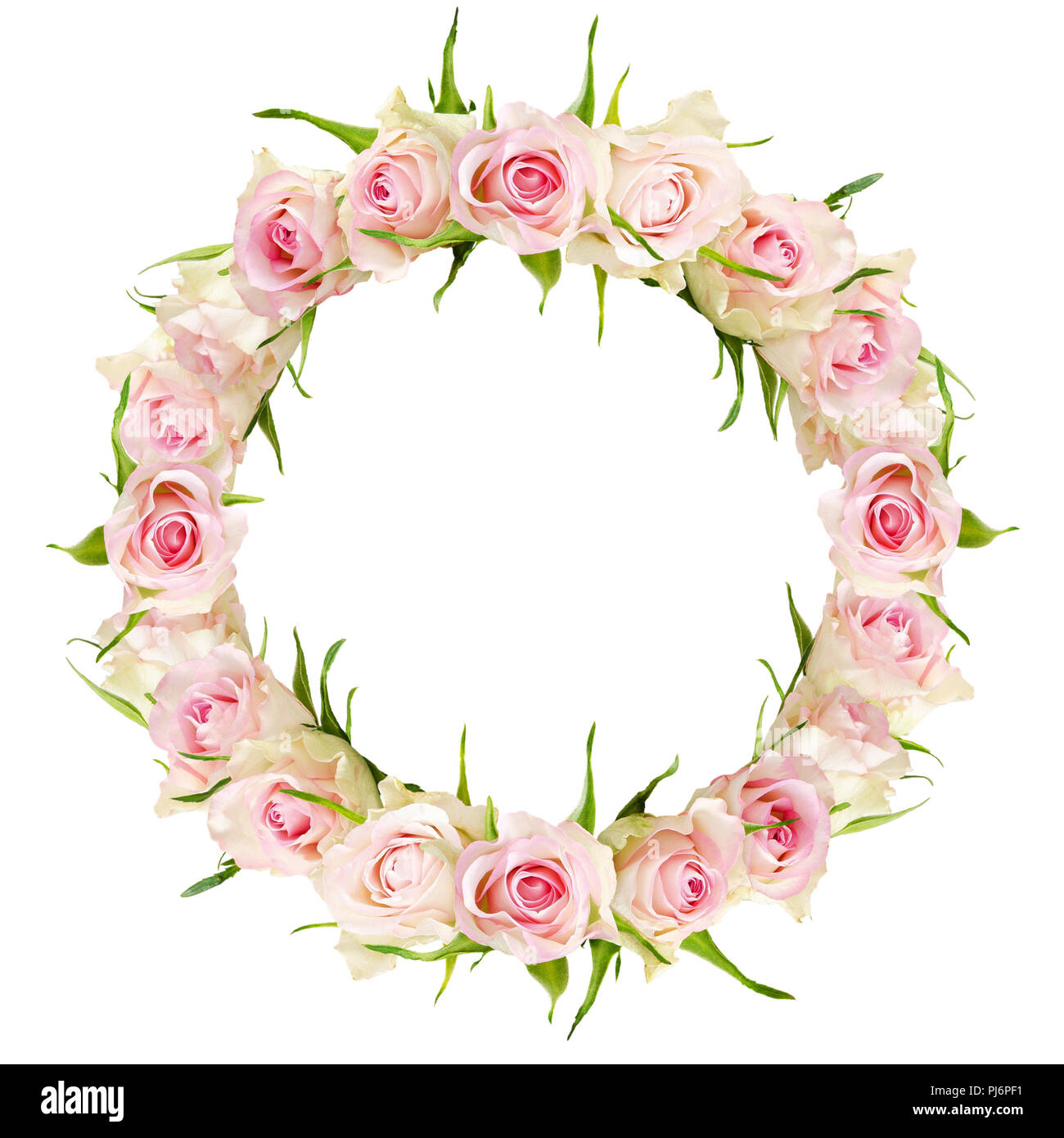 Beautiful white rose flowers in round frame isolated on white Stock ...