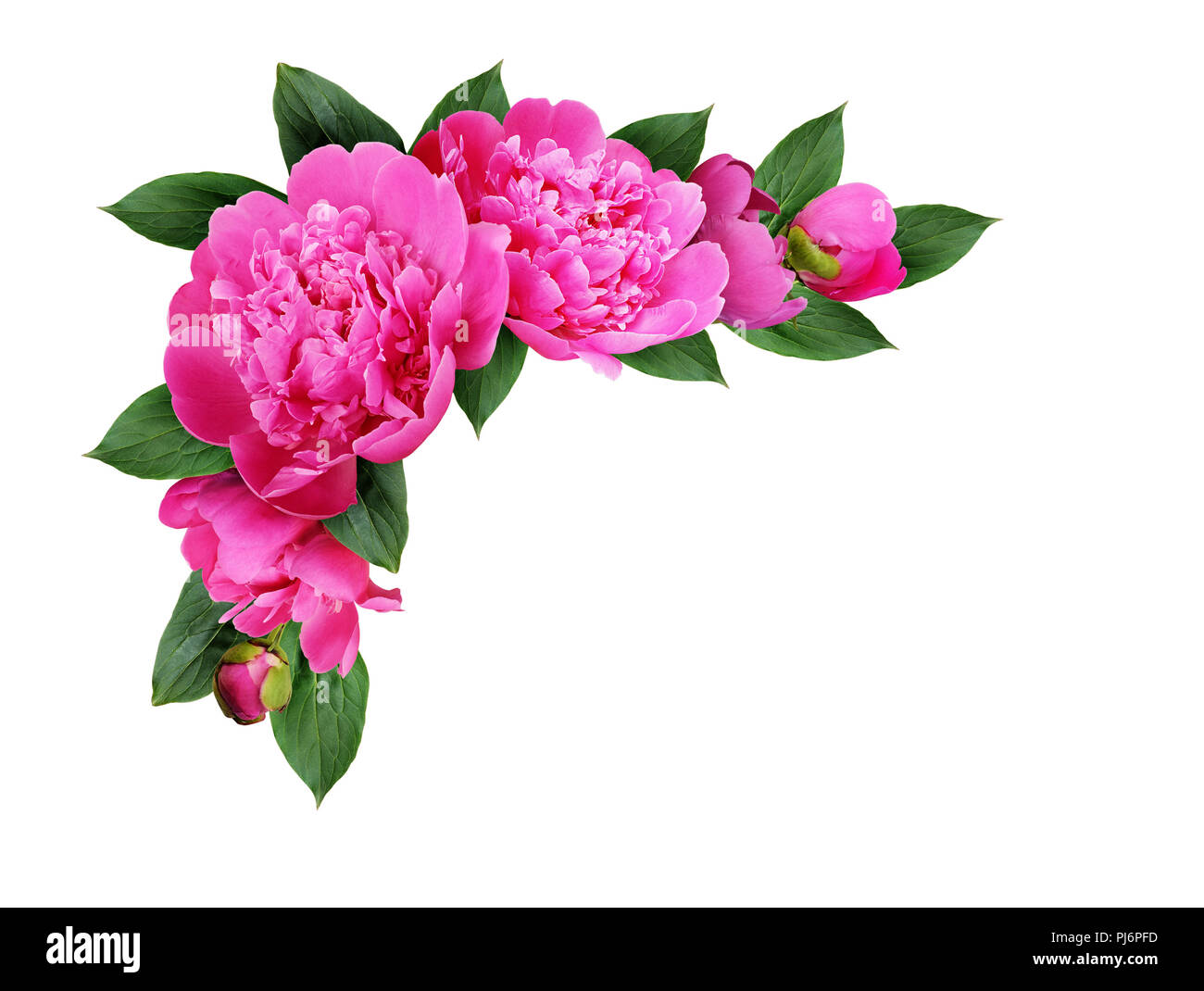 Corner arrangement with pink peony flowers, buds and leaves isolated on ...