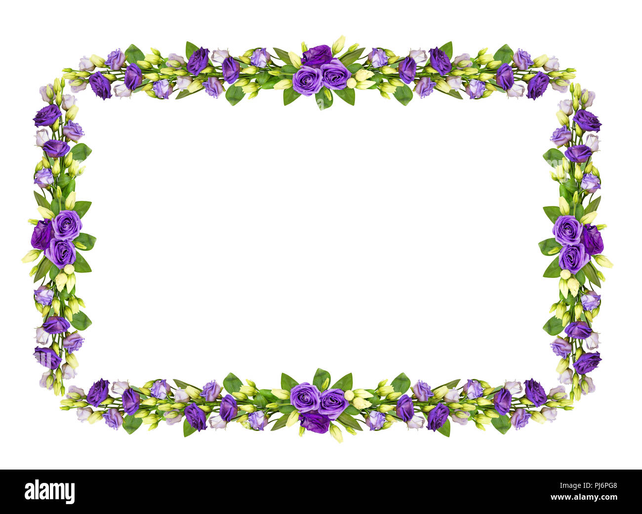 Floral frame with purple eustoma flowers isolated on white background ...