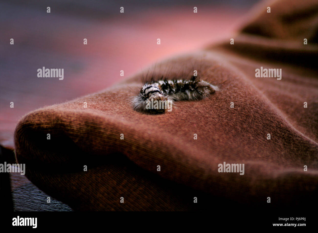 Caterpillar. The caterpillar on a textile material, detail, close up ...