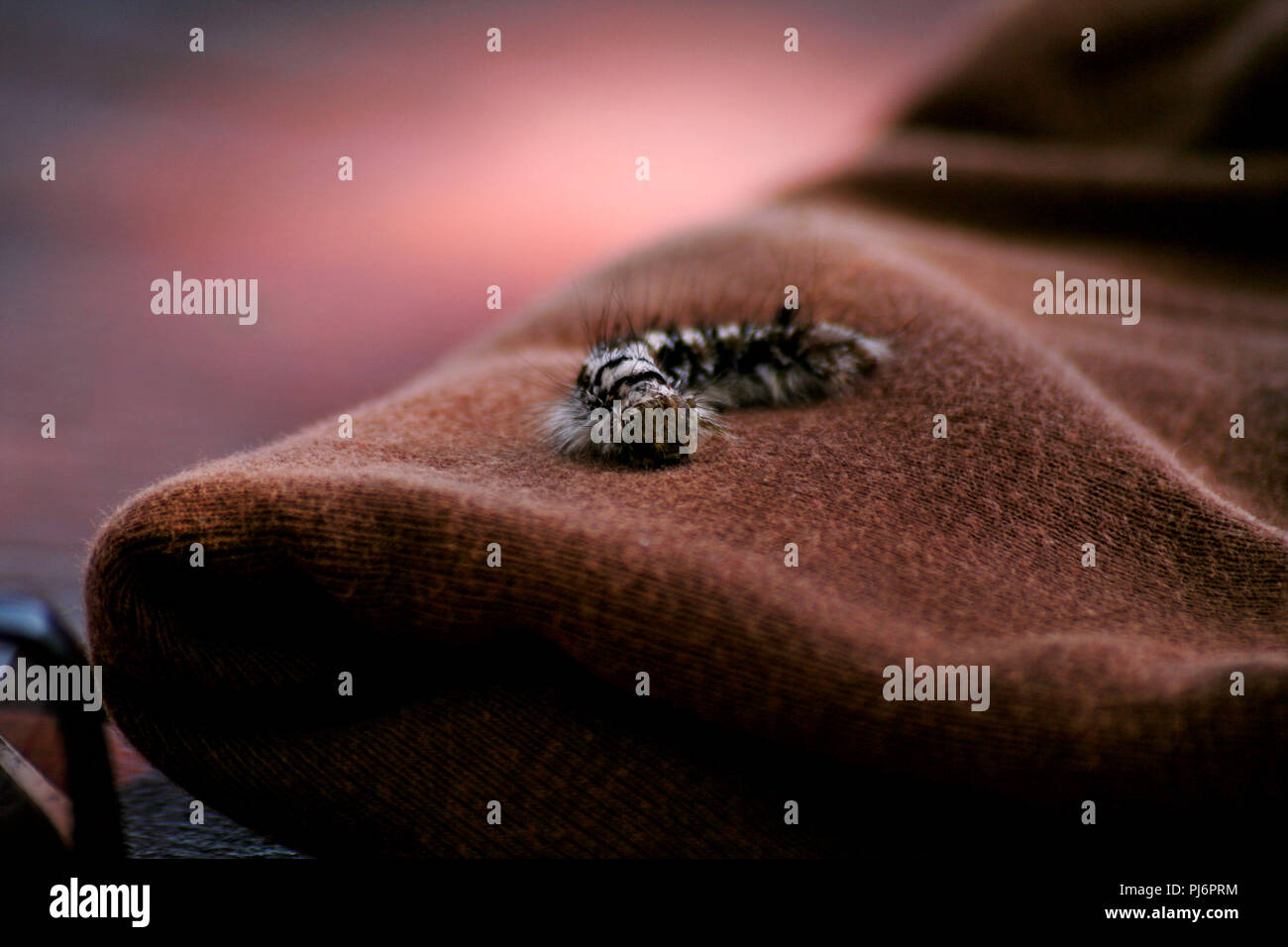 Caterpillar. The caterpillar on a textile material, detail, close up ...