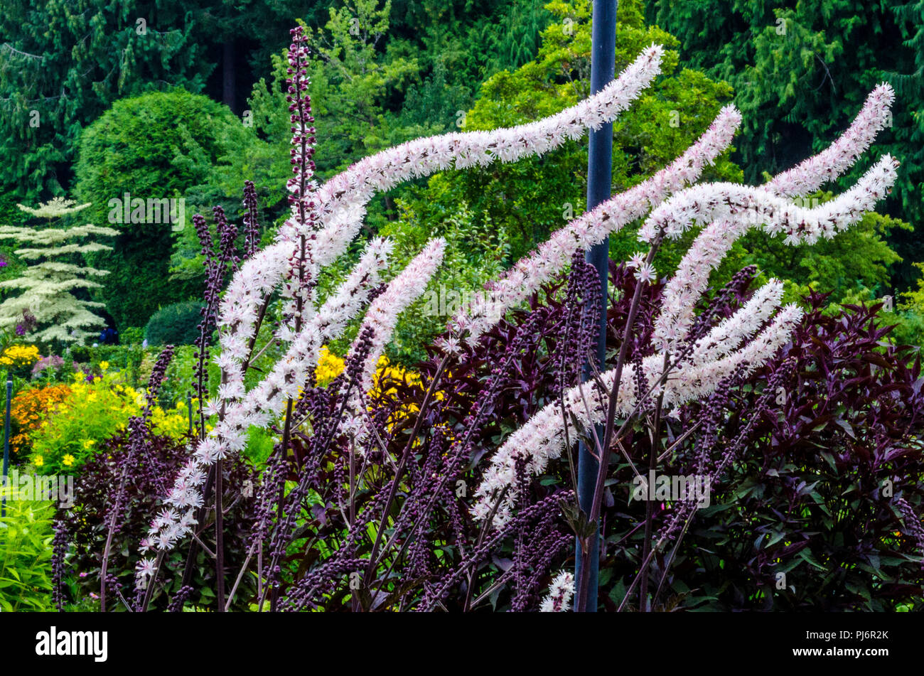 Burchart gardens hi-res stock photography and images - Alamy