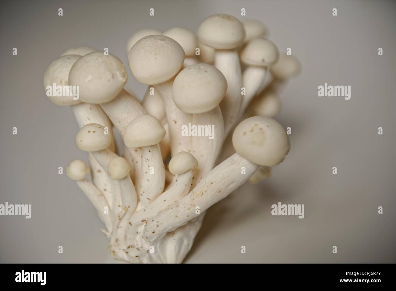 Weißer Buchenpilz, Buna-Shimeji, Shimeji, Buchenrasling (Hypsizygus ...