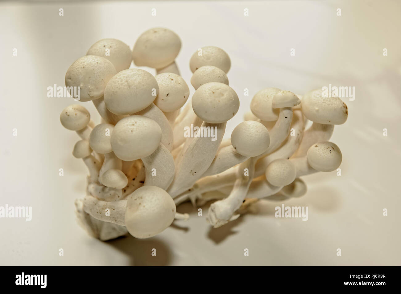 Weißer Buchenpilz, Buna-Shimeji, Shimeji, Buchenrasling (Hypsizygus ...