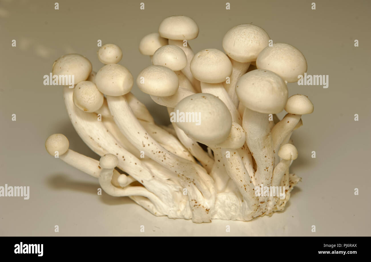 Weißer Buchenpilz, Buna-Shimeji, Shimeji, Buchenrasling (Hypsizygus ...