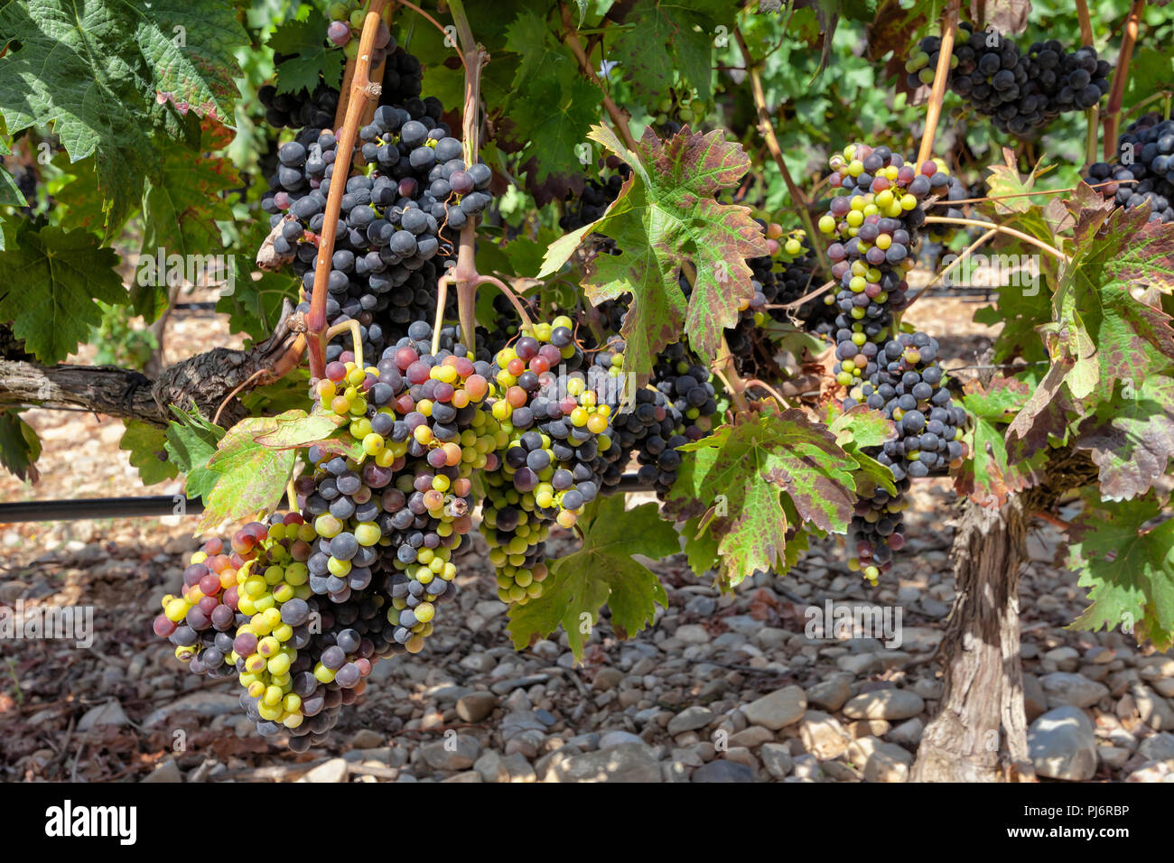 Grape crops dedicated to the elaboration of the famous Rioja wine Stock ...