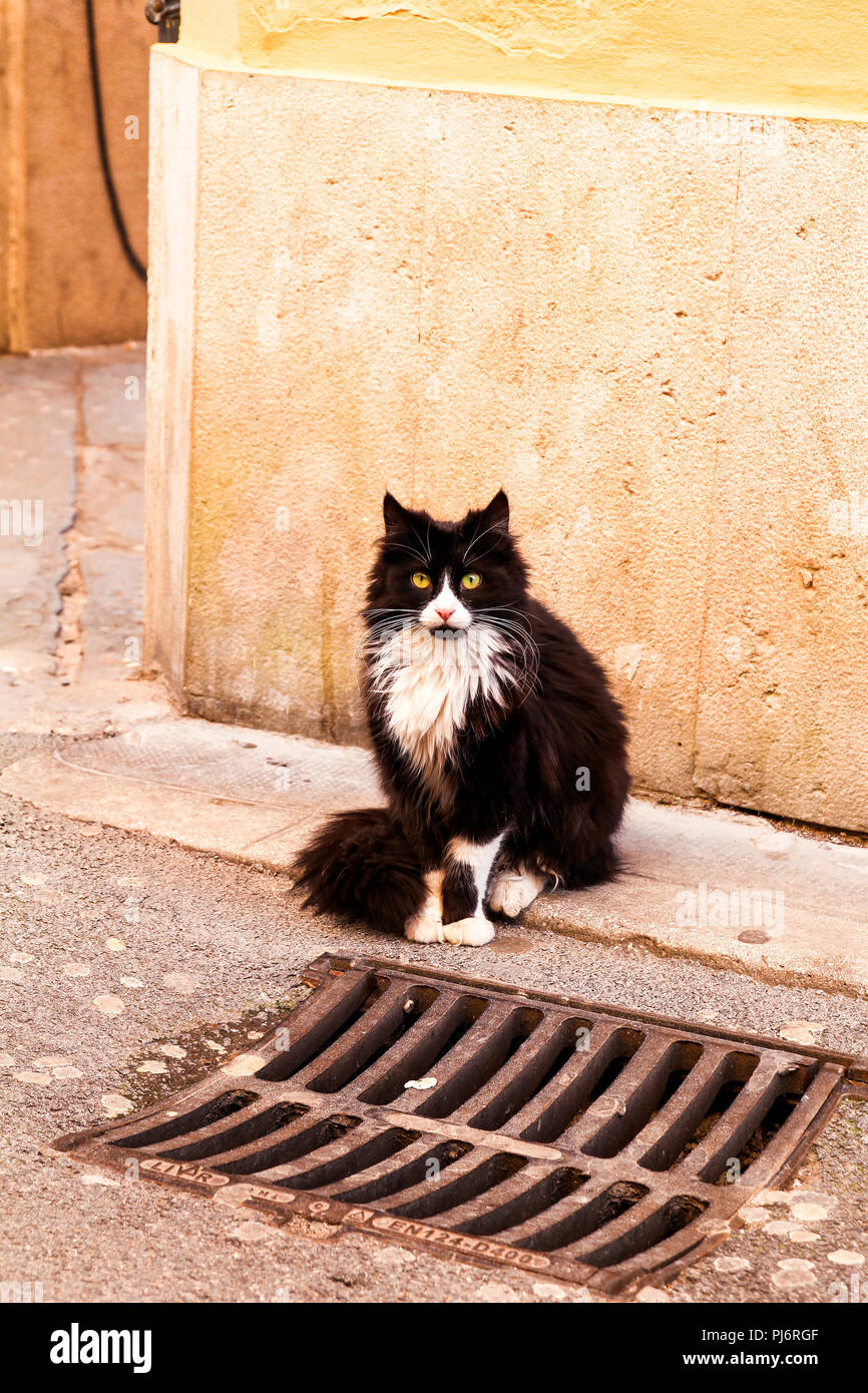 Cat on the street. Street cat sitting on a sidewalk, close up. Pet ...