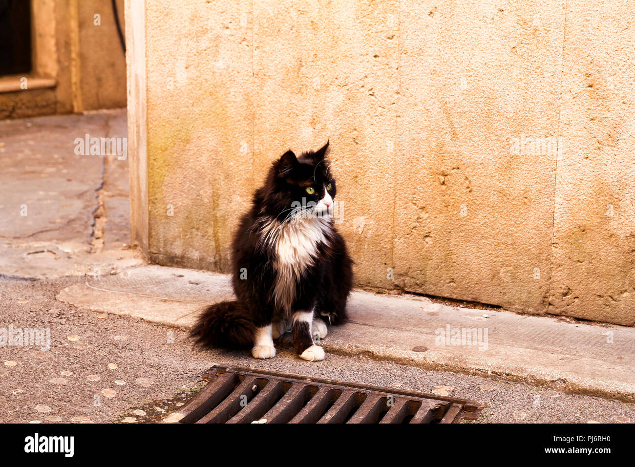Cat on the street. Street cat sitting on a sidewalk, close up. Pet ...