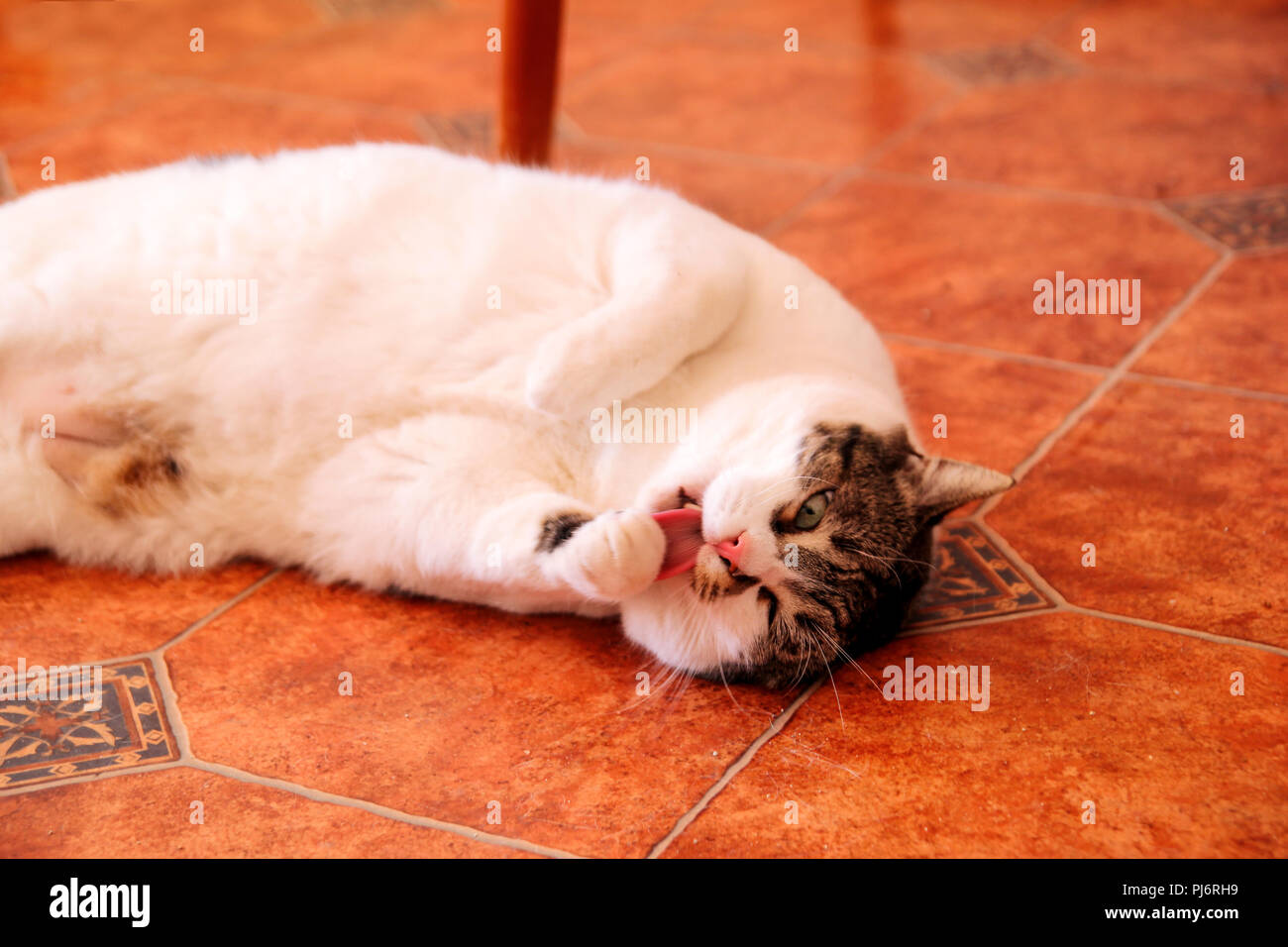 House cat. Cute little house cat relaxes and enjoying the comfort of ...