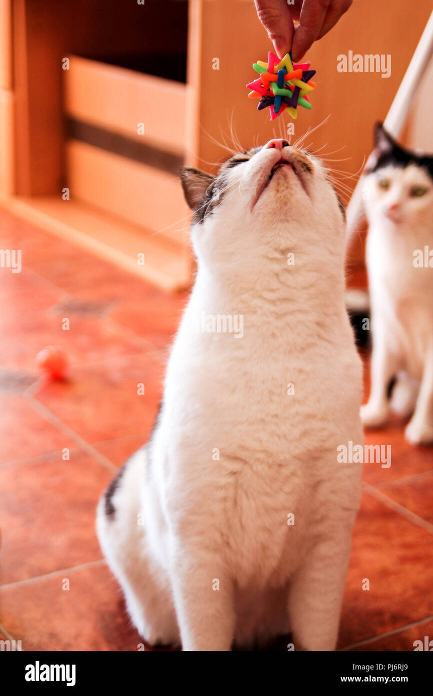 Colorful toy to play with cats. Toy for cats. Human hand with colorful ...