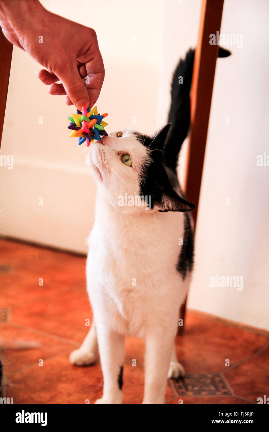 Colorful toy to play with cats. Toy for cats. Human hand with colorful ...