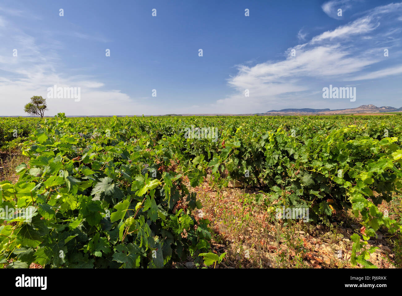 Grape crops dedicated to the elaboration of the famous Rioja wine Stock ...