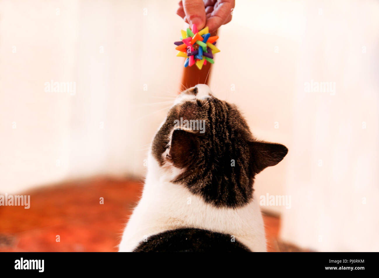 Colorful toy to play with cats. Toy for cats. Human hand with colorful ...