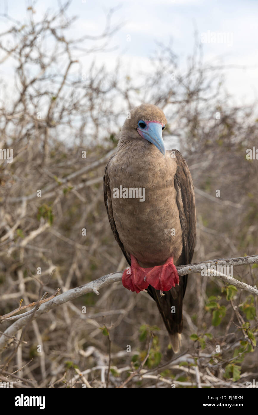 Galapagos islands genovesa hi-res stock photography and images - Alamy