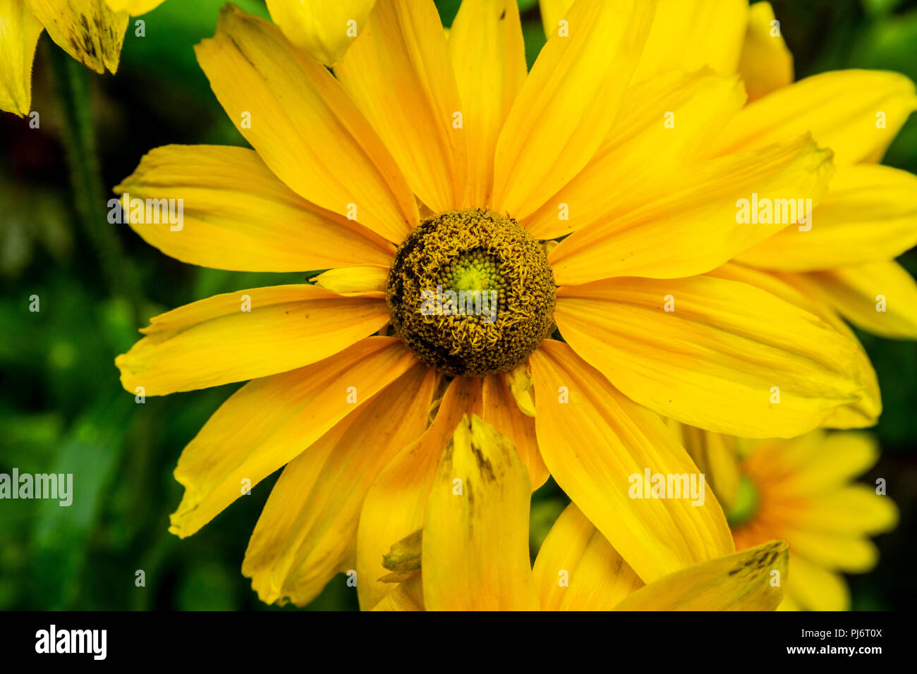 Victoria British Columbia Canada Butchart Gardens Stock Photo - Alamy