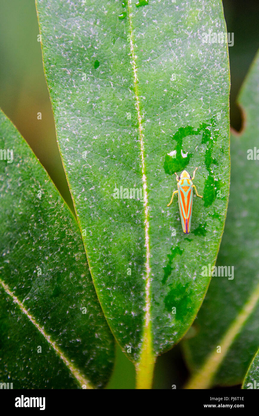 A Candy Striped (Graphocephala coccinea) Leaf hopper at Burchart ...