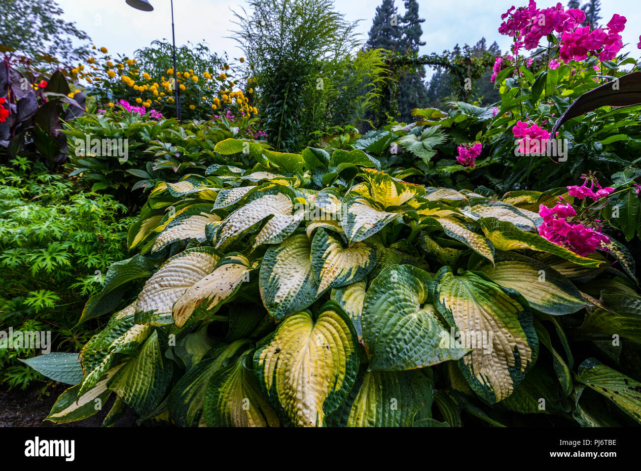 A textured variegated Hosta Victoria British Columbia Canada Butchart ...