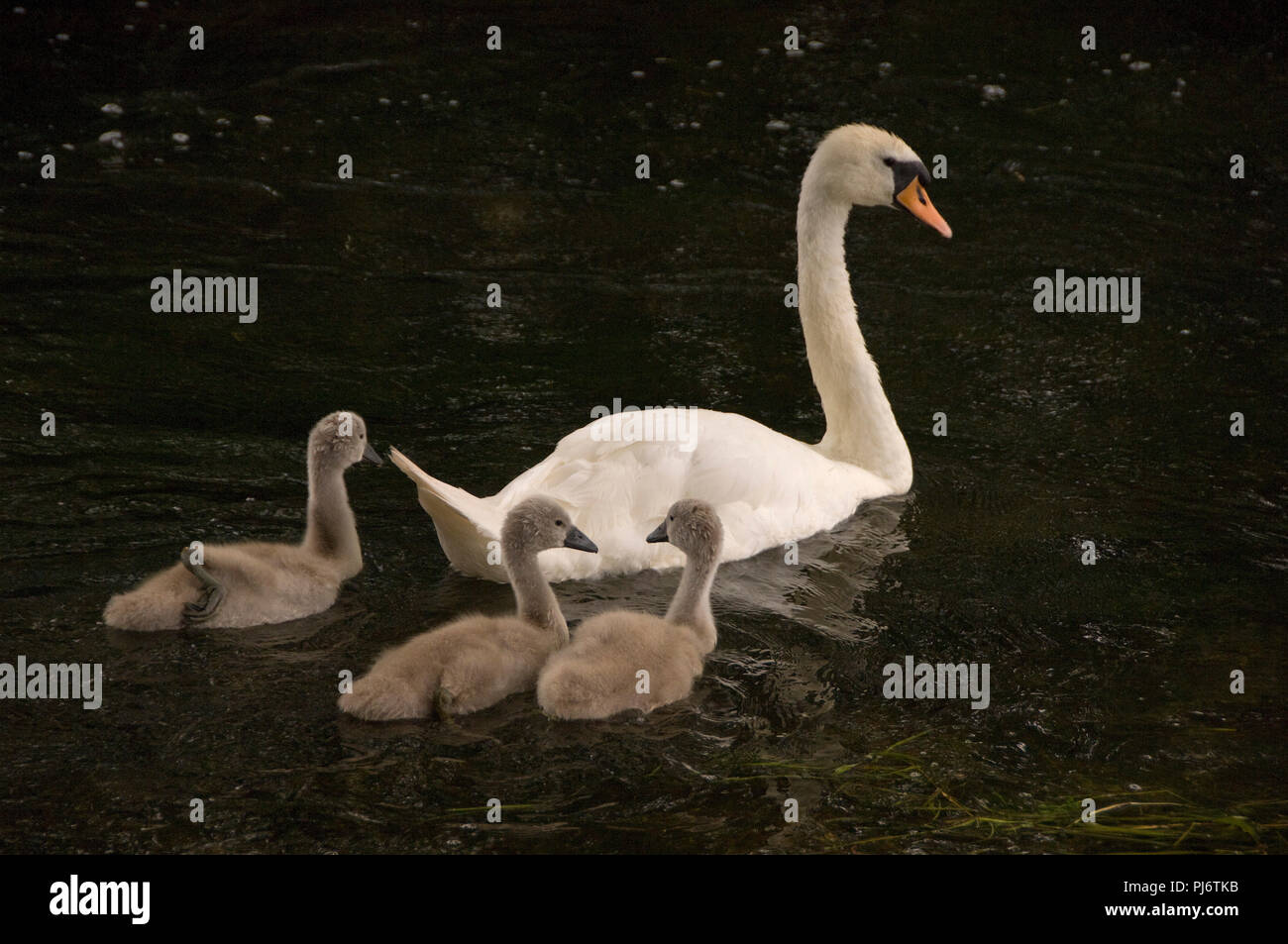 Cygnet swans hi-res stock photography and images - Alamy