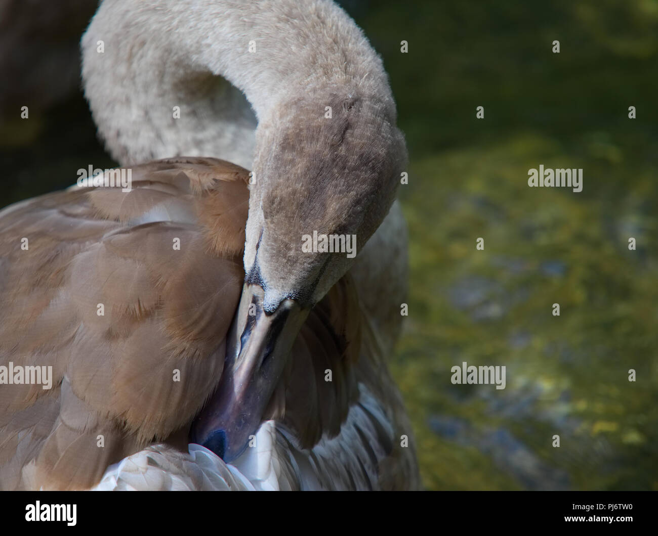 Mute swan cygnet preening in the shallows of the River Avon, Avoncliff ...
