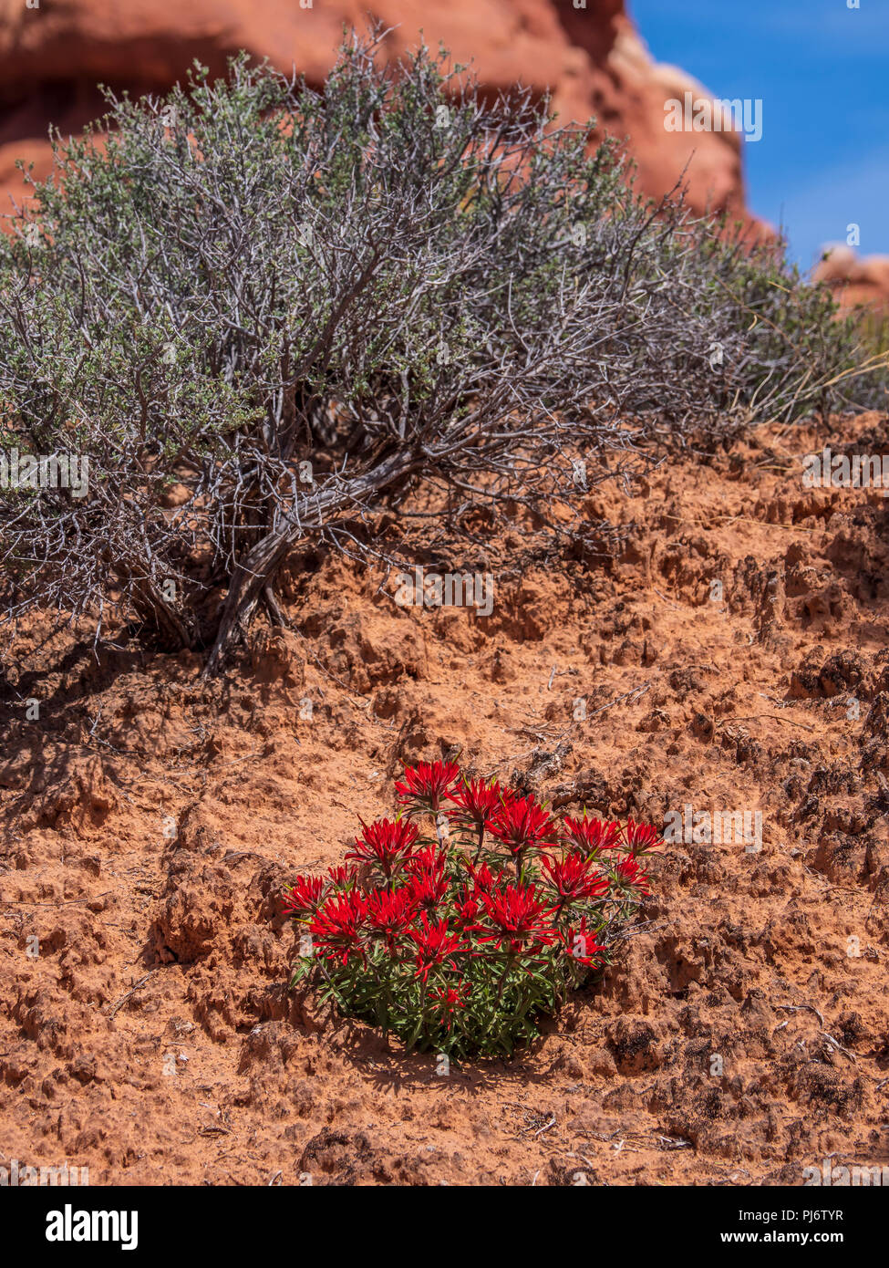 Paintbrush in bloom, abandoned road route near the Garden of Eden ...