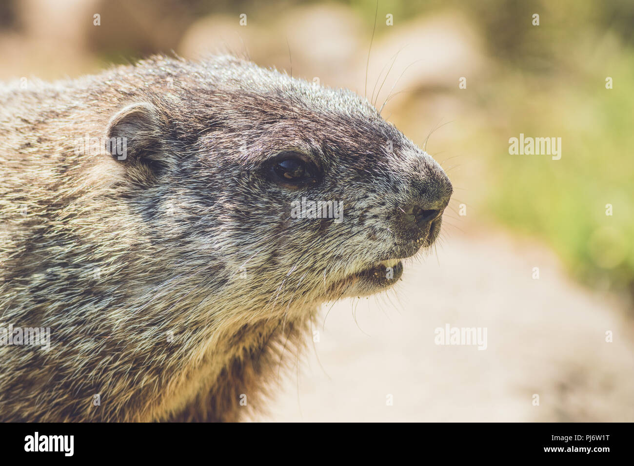 Young Groundhog (Marmota Monax) closeup in vintage setting Stock Photo ...