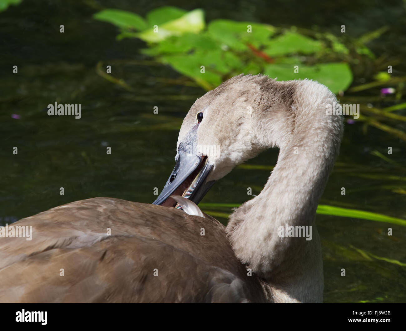 Mute swan cygnet preening in the shallows of the River Avon, Avoncliff ...