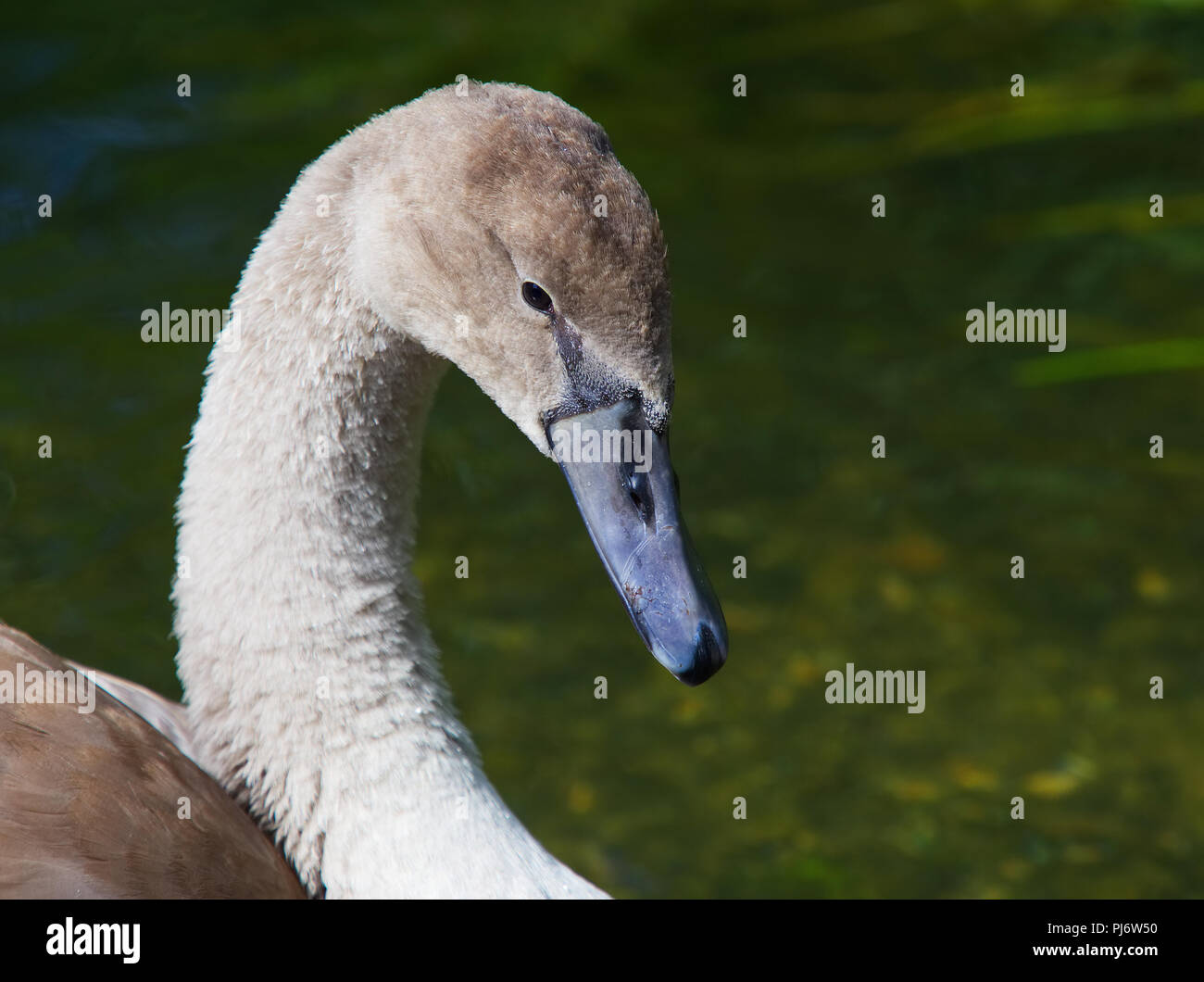 Mute swan cygnet in shallows of River Avon, Avoncliff, UK Stock Photo ...