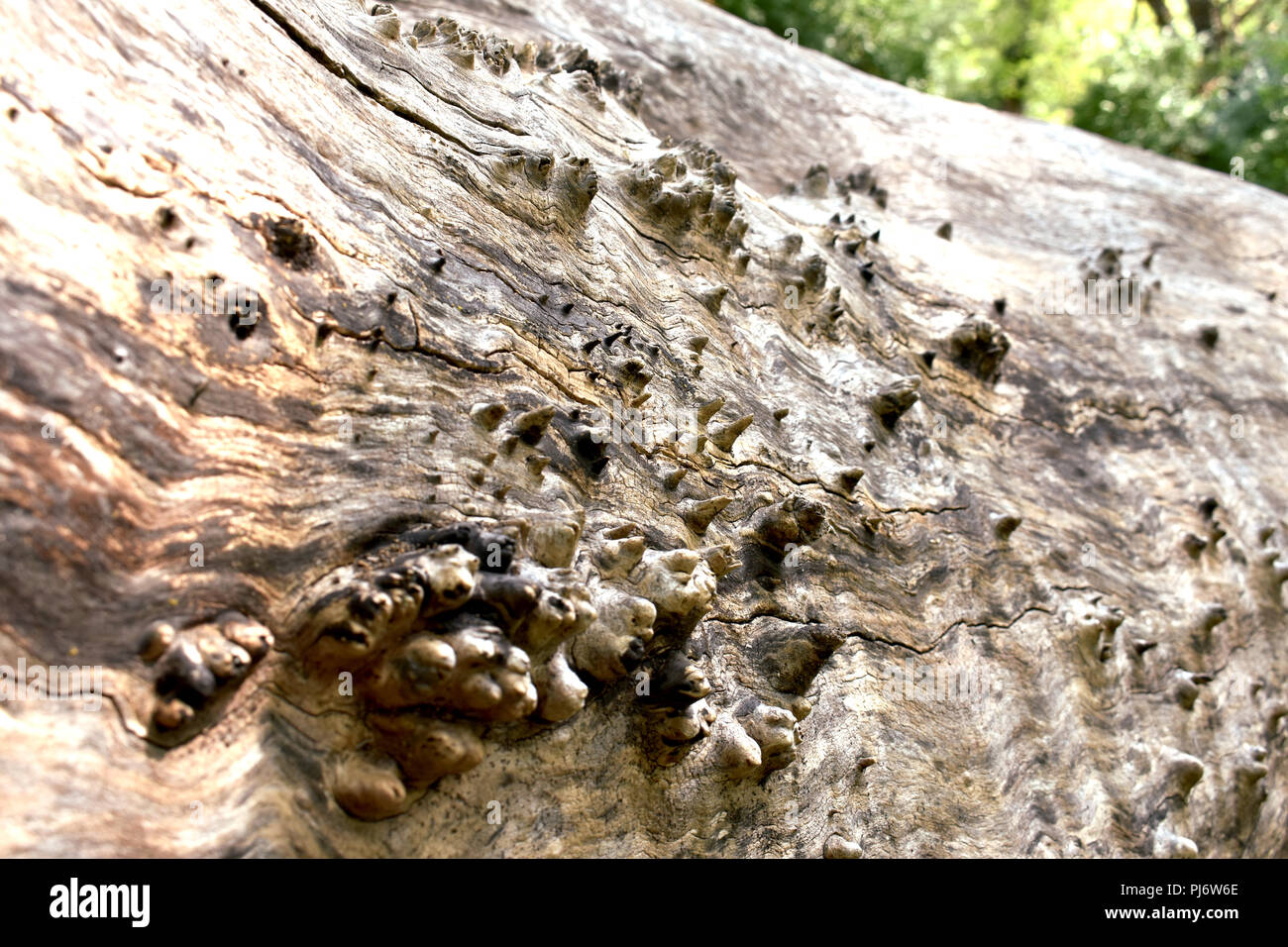 Tree knots hi-res stock photography and images - Alamy