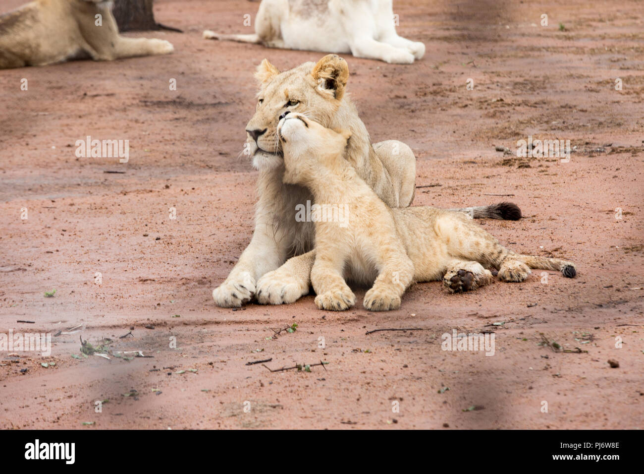 Wild Animals Cuddling