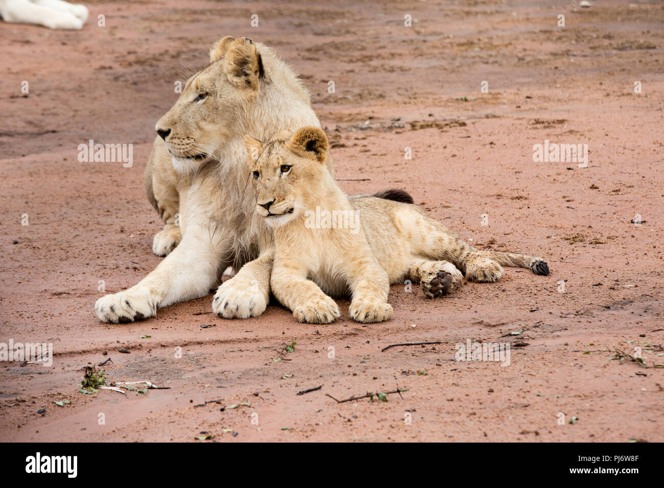 Lion and Lion Cub Resting together Stock Photo - Alamy