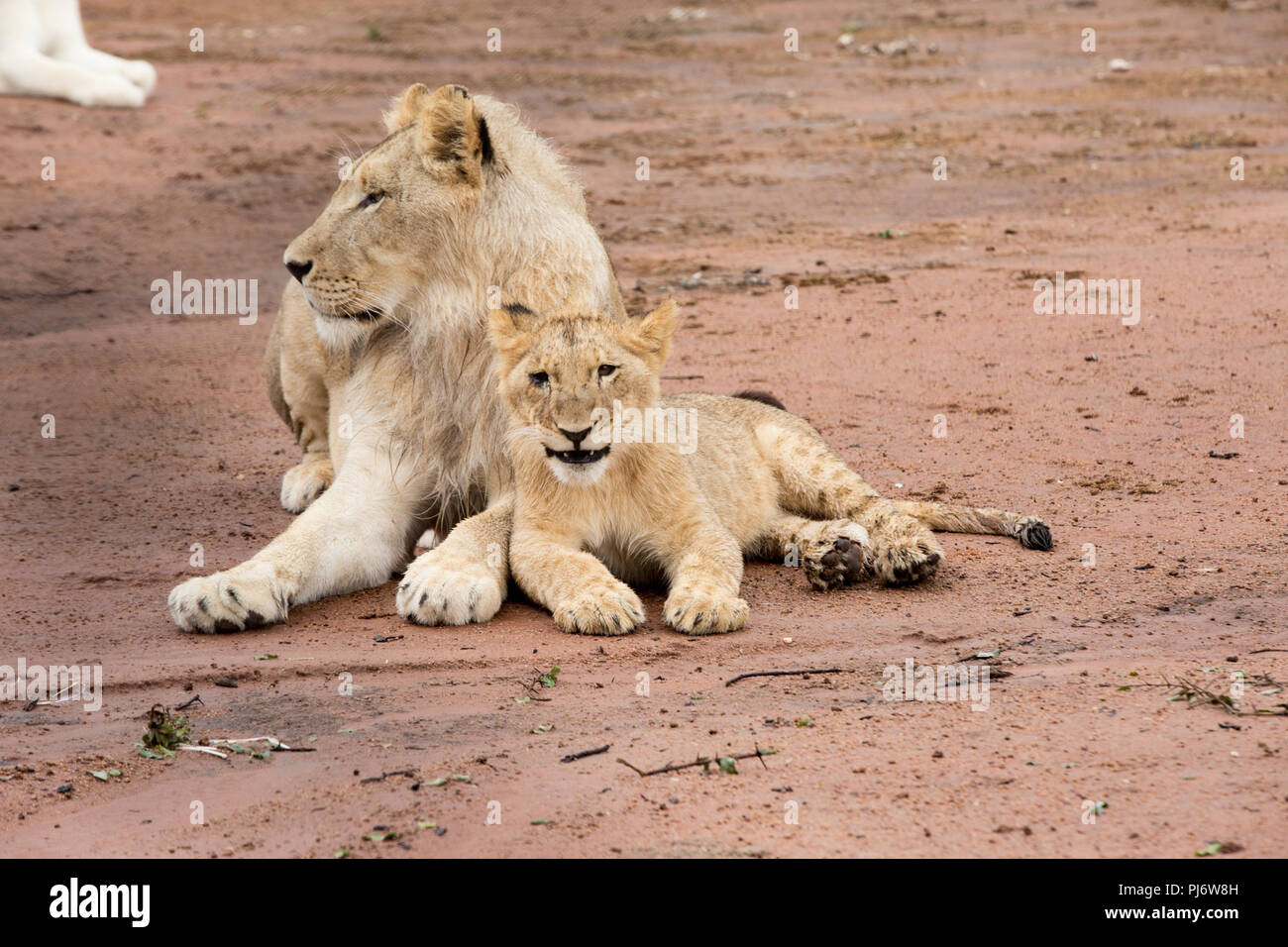Lion and Lion Cub Resting together Stock Photo - Alamy