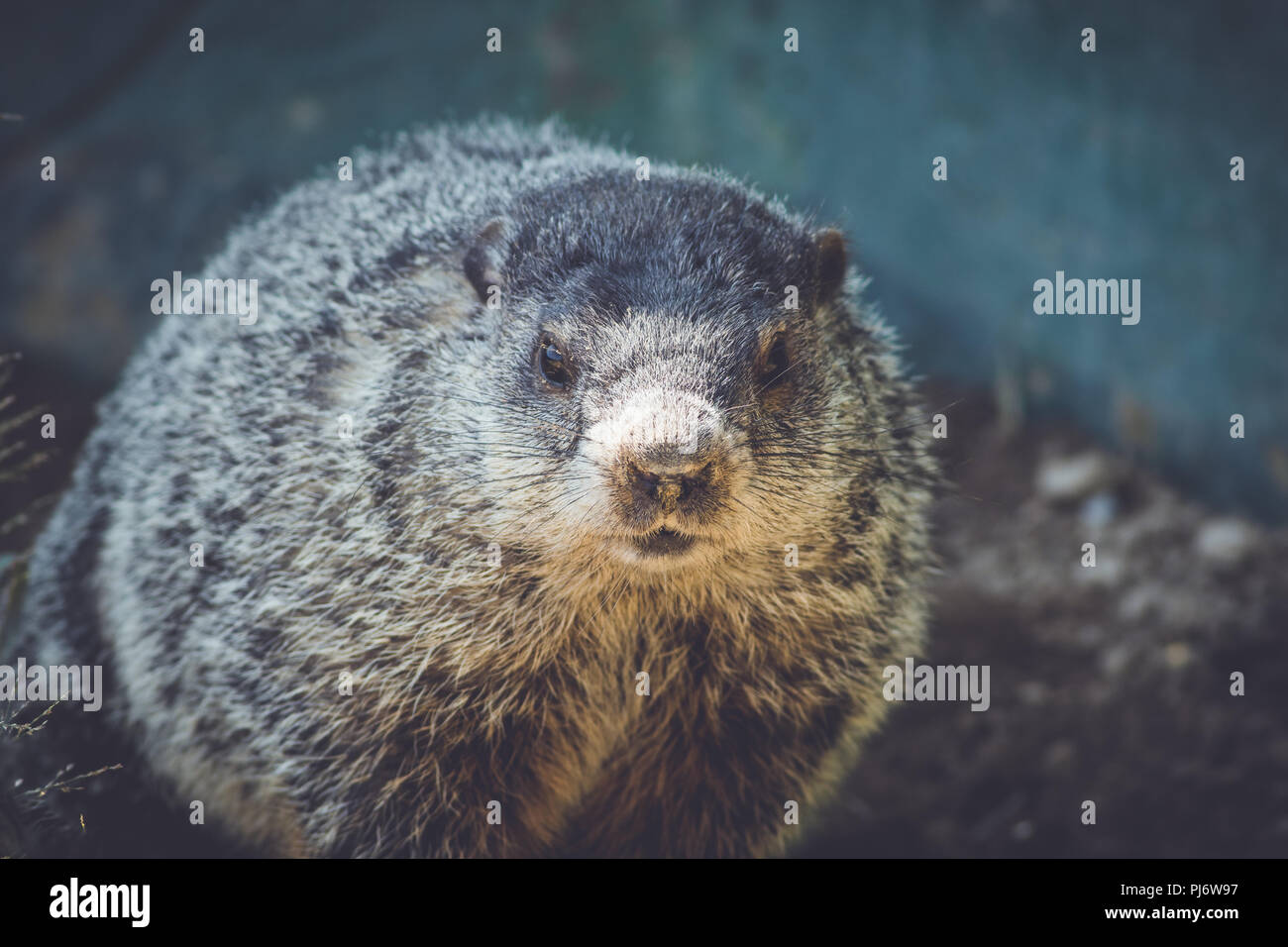 Gopher teeth hi-res stock photography and images - Alamy