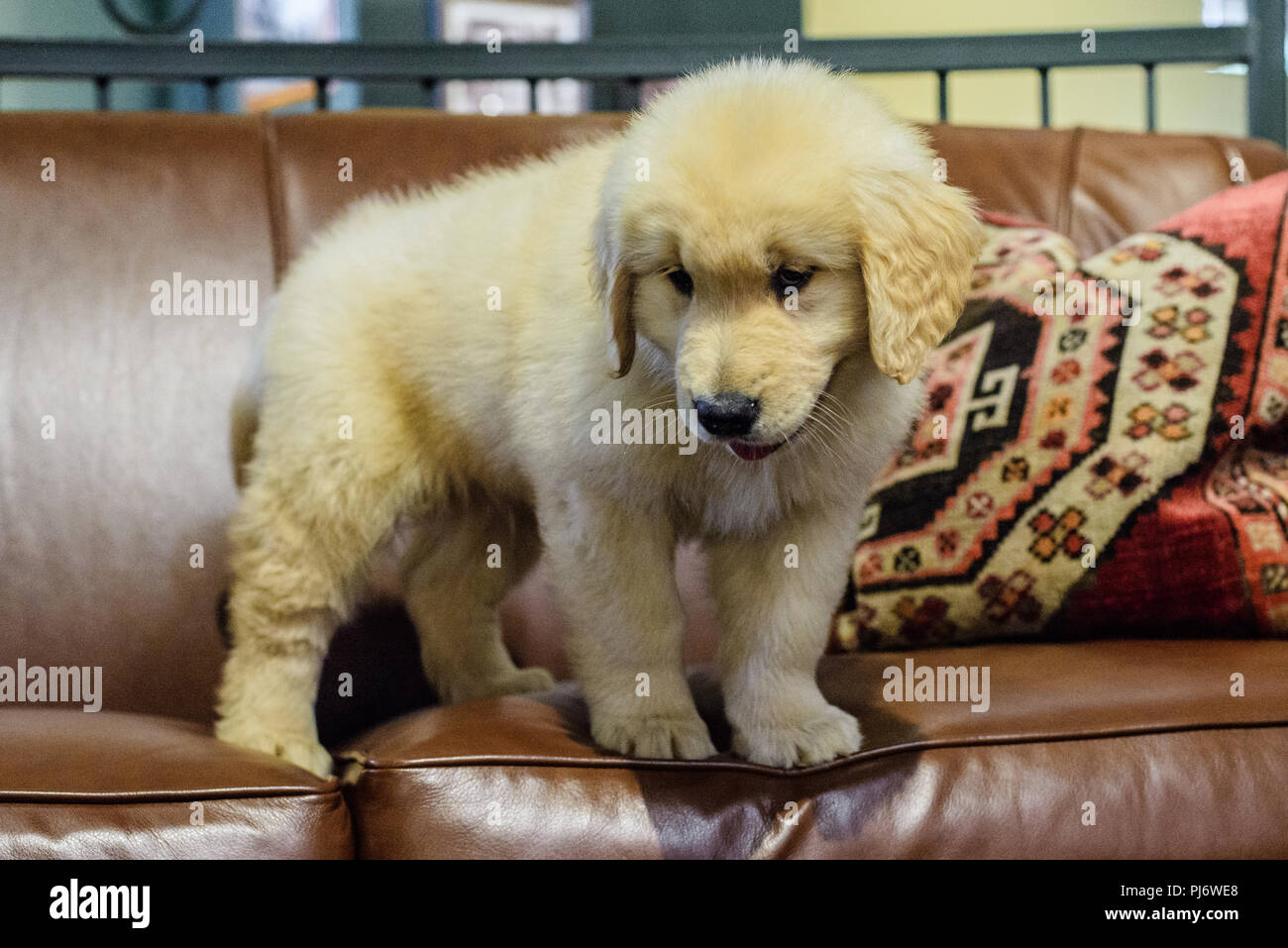 Golden retriever puppy weeks old hi-res stock photography and images ...