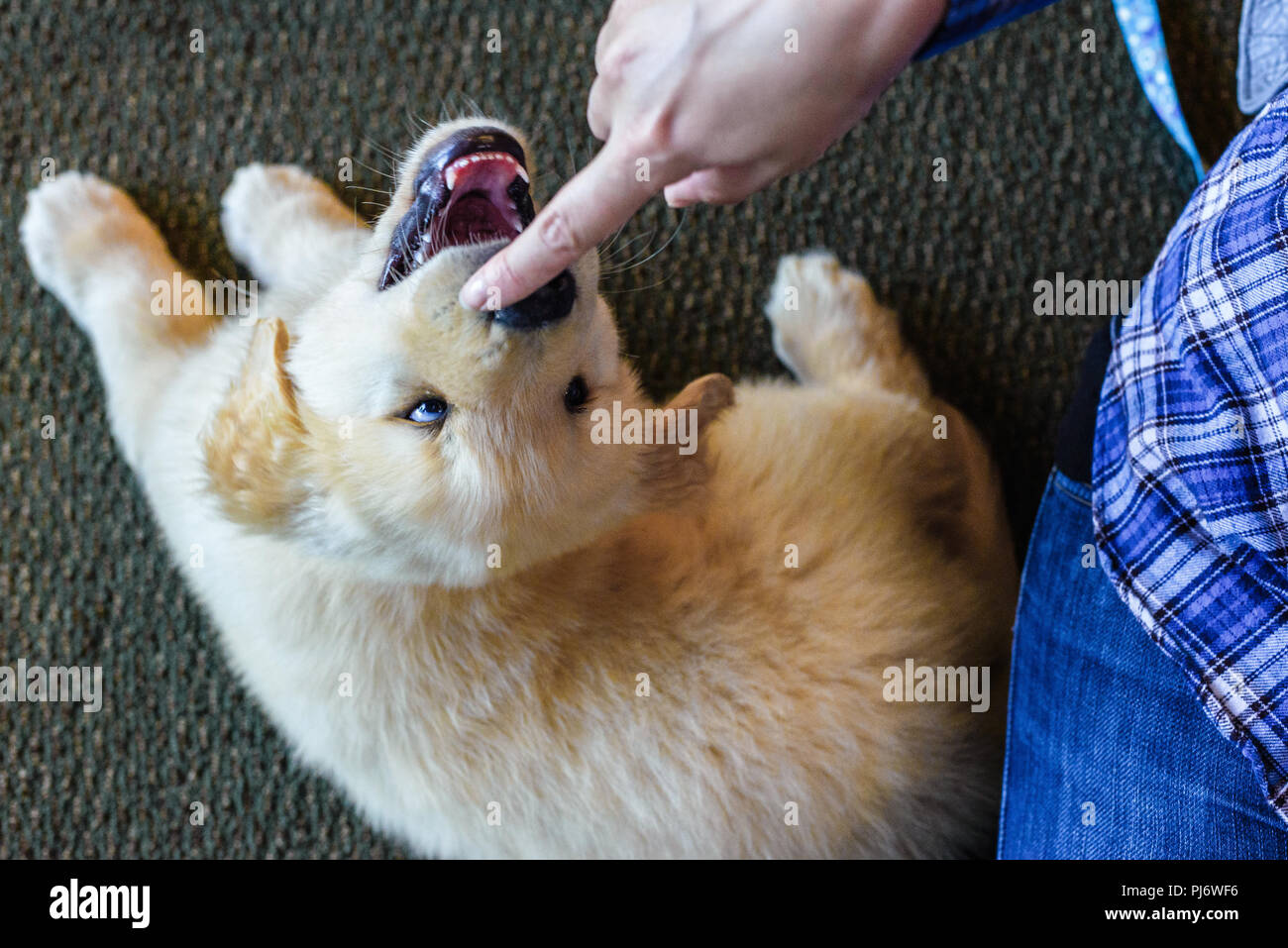 Cutest dog hi-res stock photography and images - Alamy