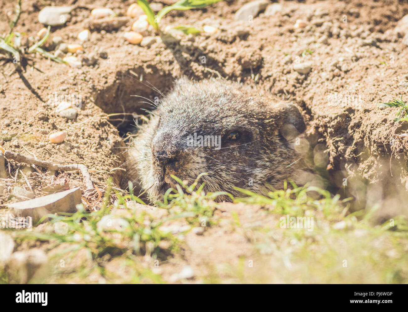 Young Groundhog (Marmota Monax) closeup in vintage setting Stock Photo ...
