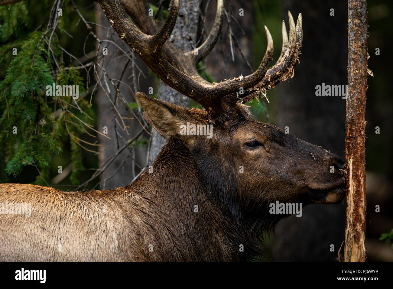 Antler rubbing hi-res stock photography and images - Alamy