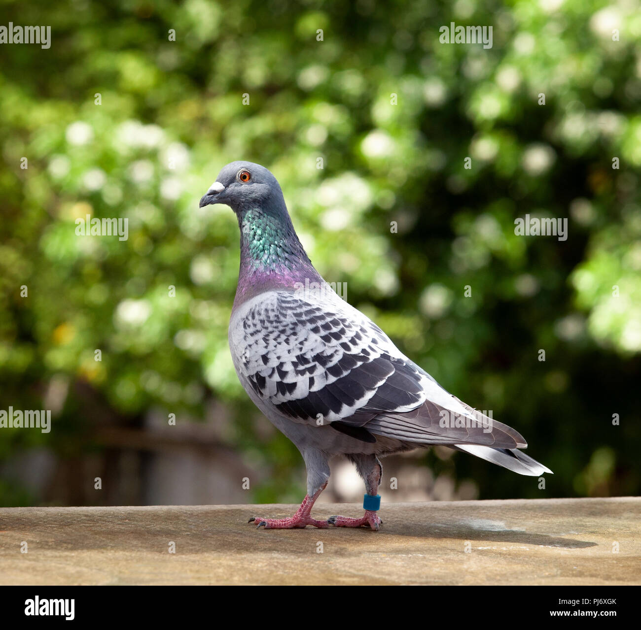 check feather pattern of homing speed racing pigeon on loft roof Stock ...