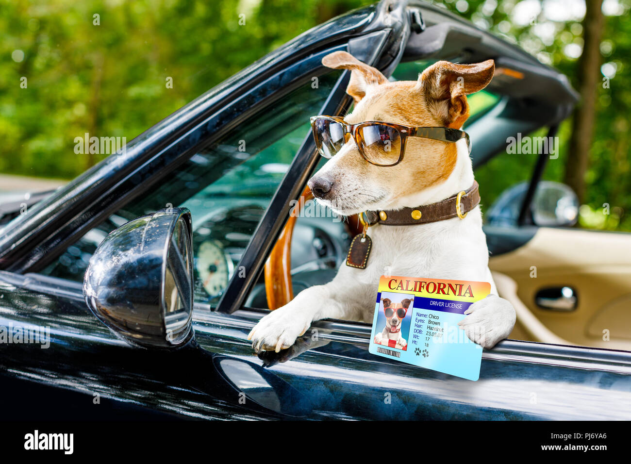 jack russell dog in a car close to the steering wheel, ready to drive ...