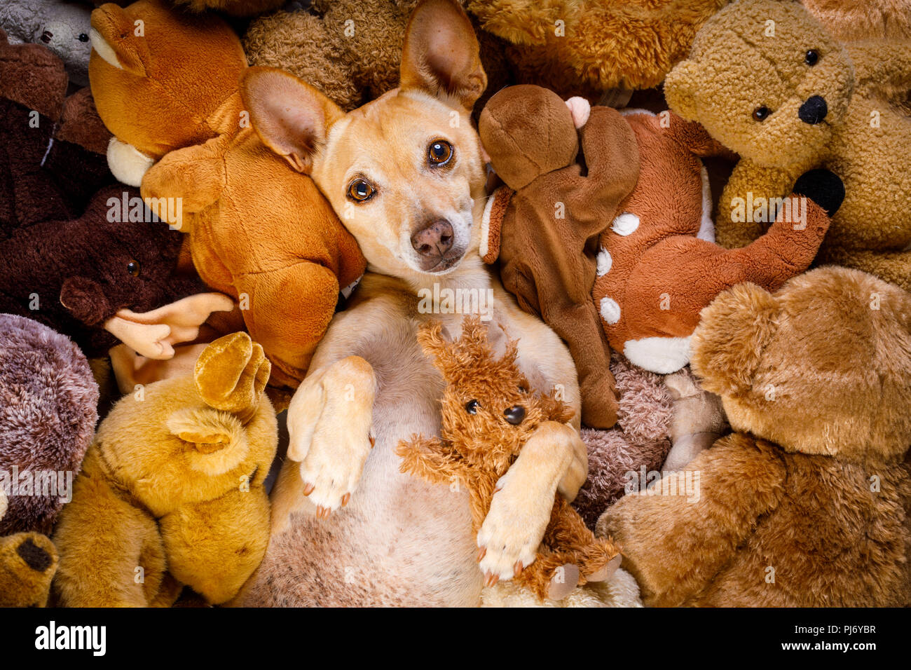dog resting having a siesta on his bed with his teddy bears, tired and ...