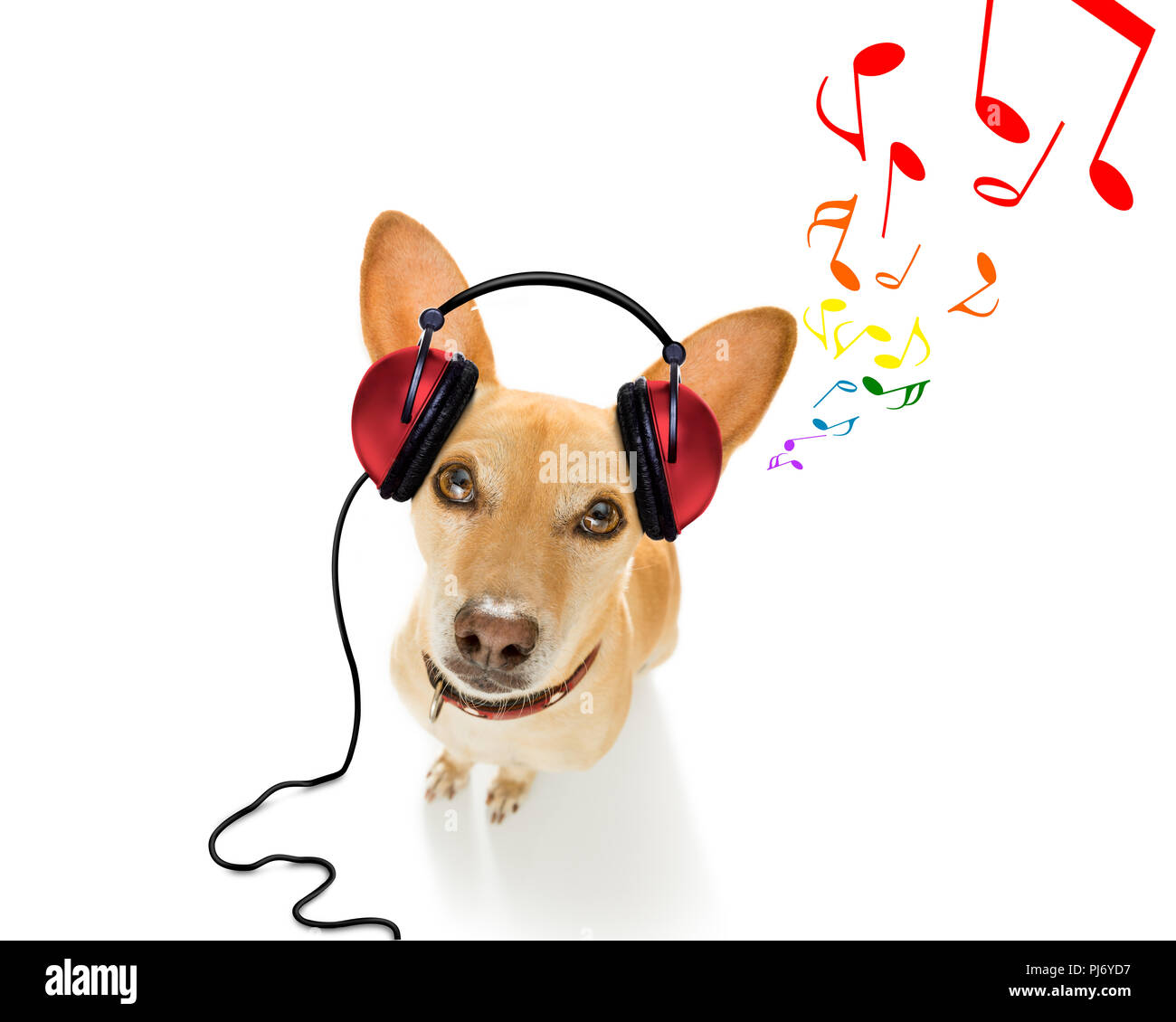 cool dj chihuahua podenco dog listening or singing to music with ...