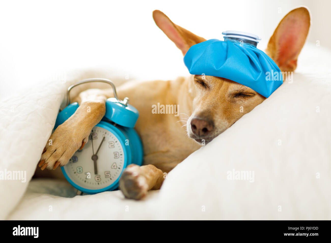chihuahua dog in bed resting or sleeping , with alarm clock feeling ...