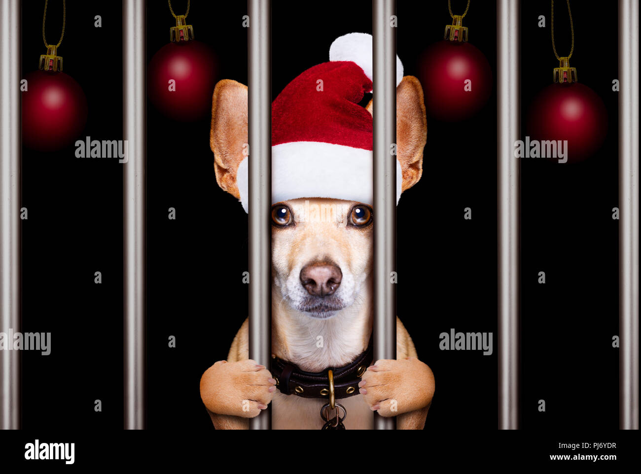 mugshot of a christmas santa bad dog behind bars in jail or prison ...