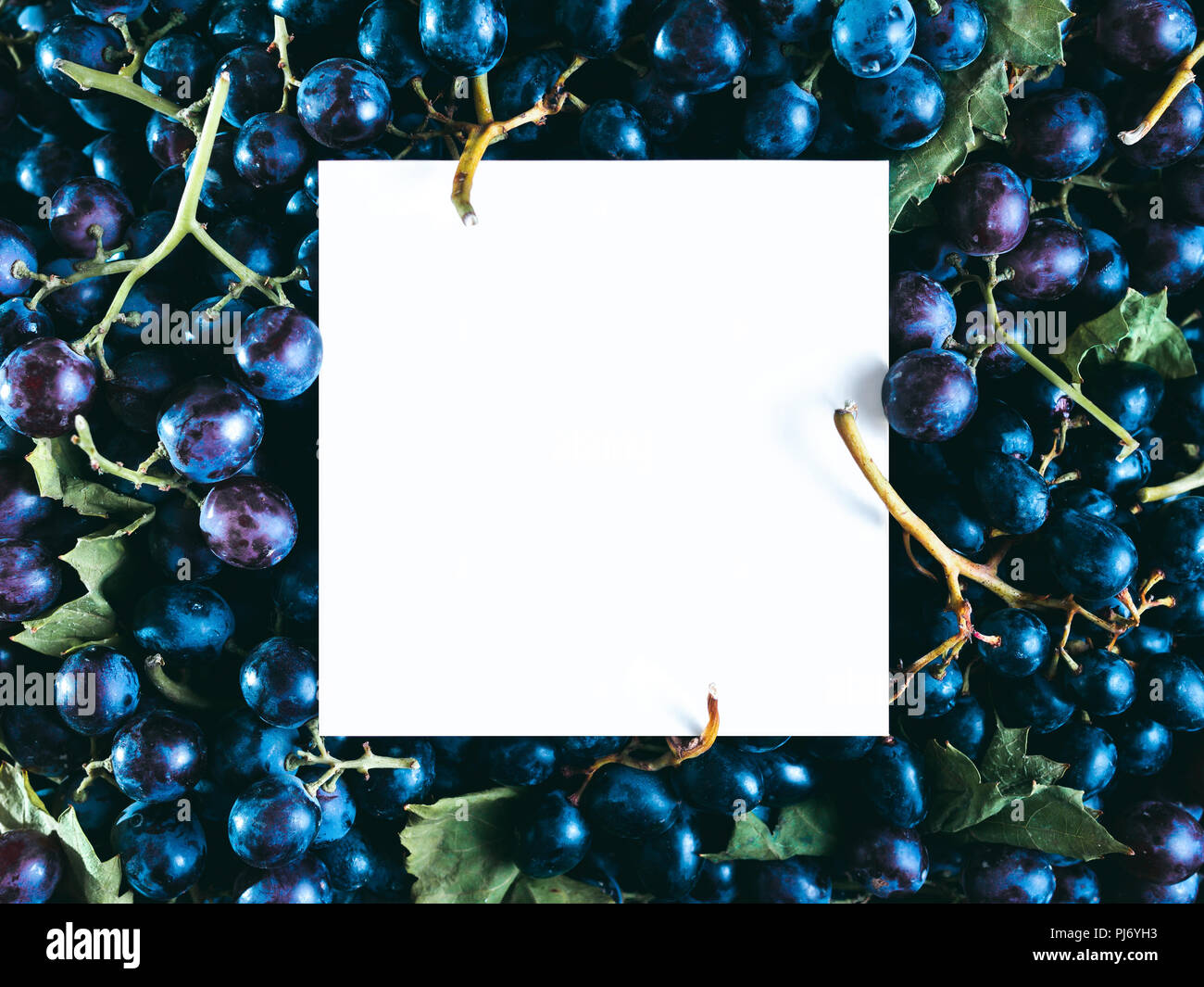 Creative layout made of black fresh grape with white paper card. Grape ...