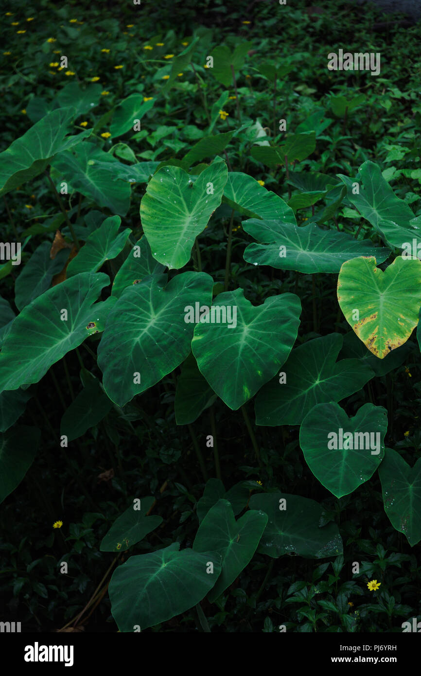 greenery lush foliage background Stock Photo - Alamy