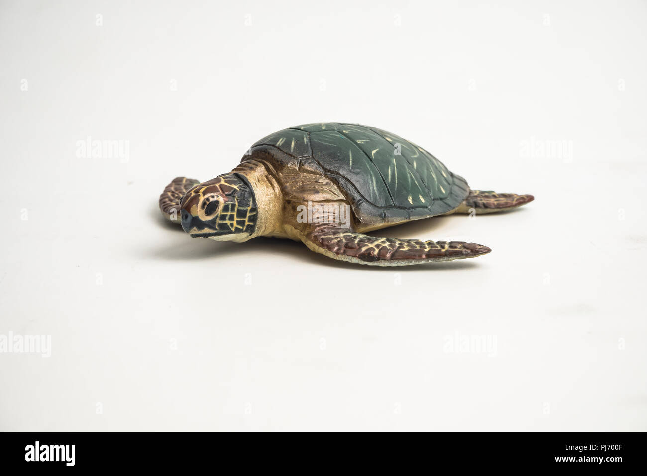 turtle on white background Stock Photo - Alamy