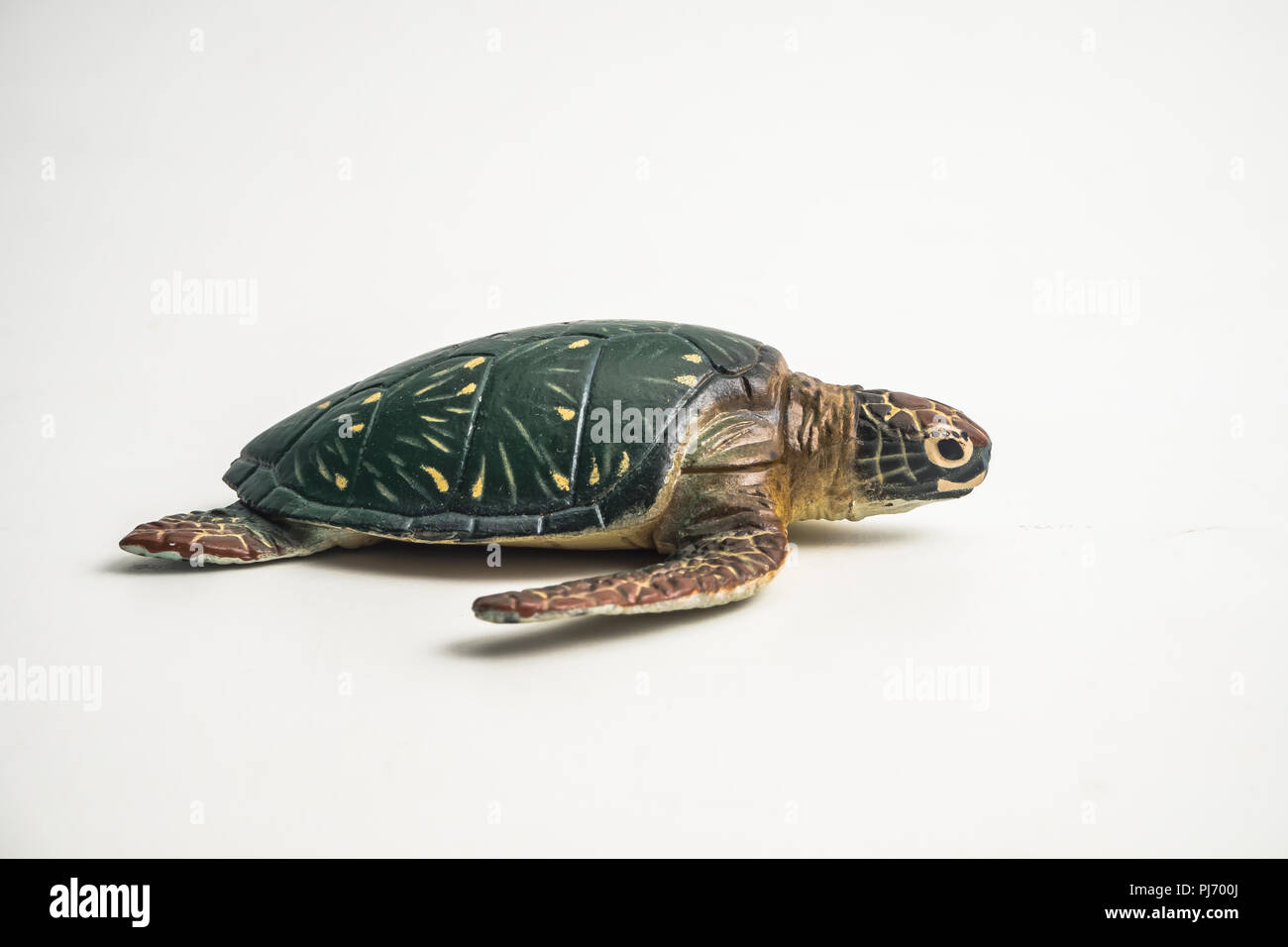 turtle on white background Stock Photo - Alamy