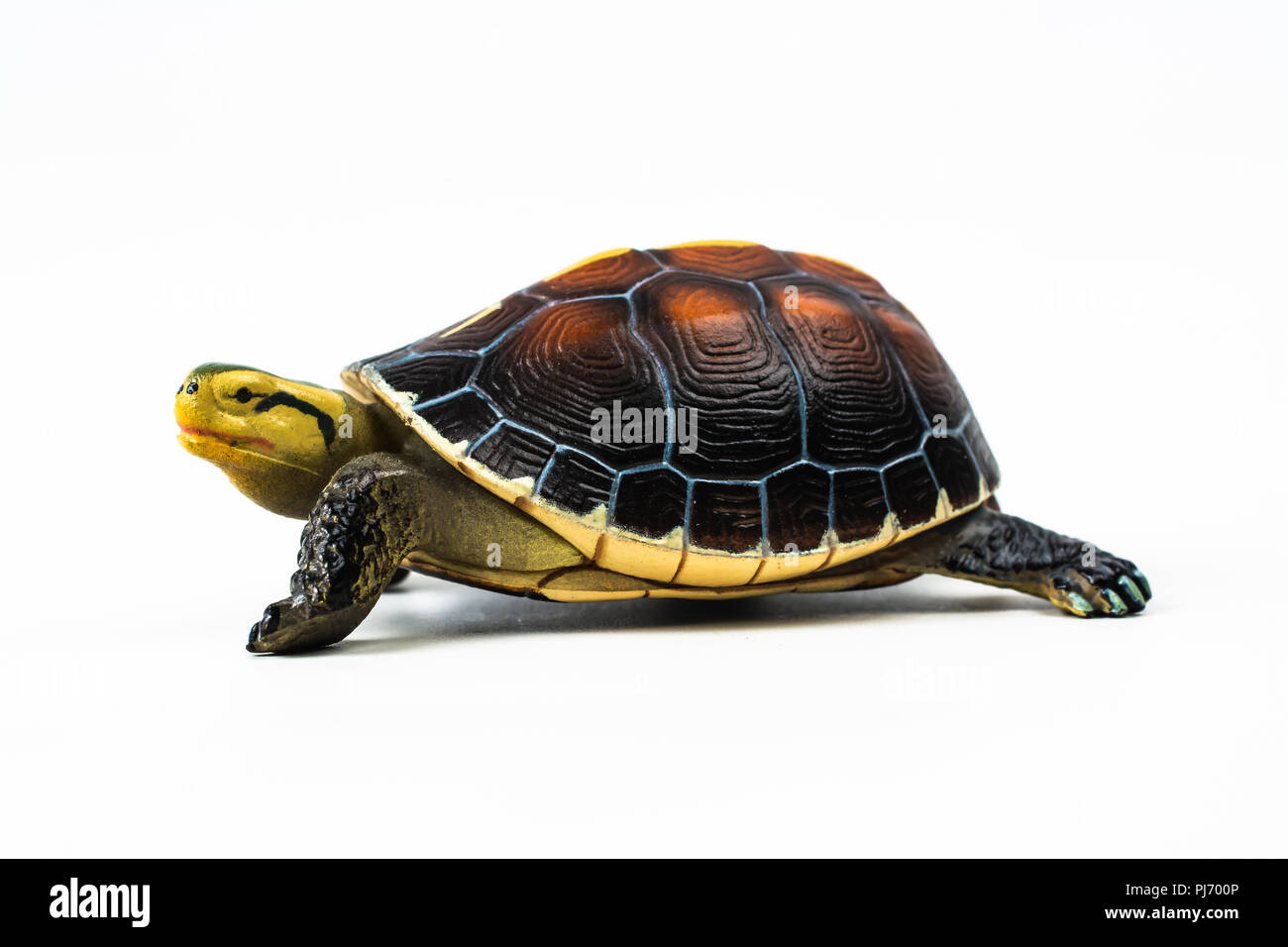 turtle on white background Stock Photo - Alamy