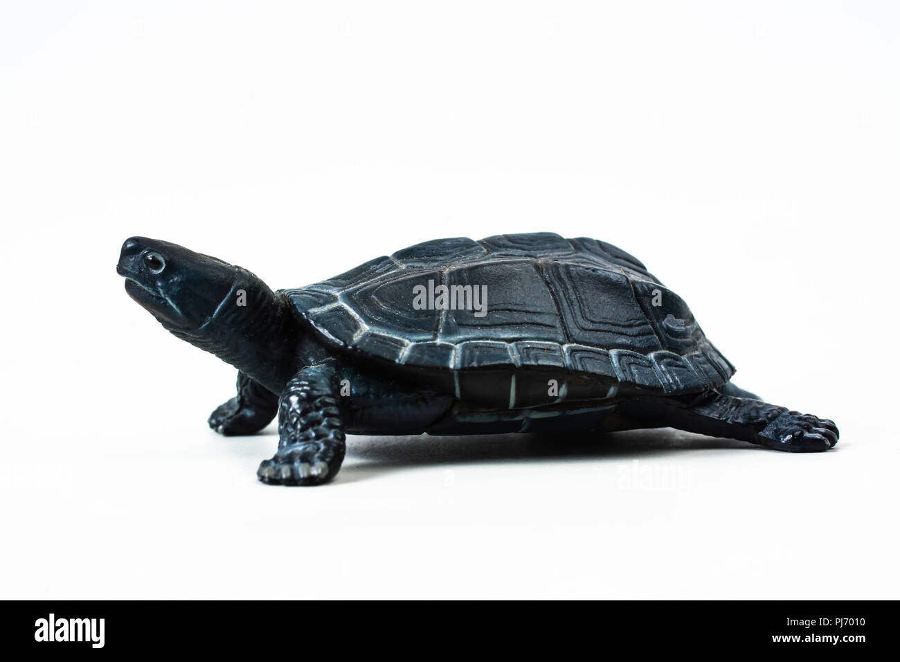 turtle on white background Stock Photo - Alamy